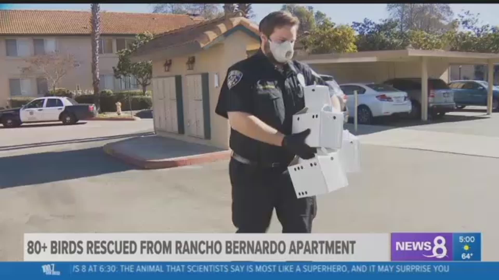 80+ birds rescued from California apartment by Humane Society ...