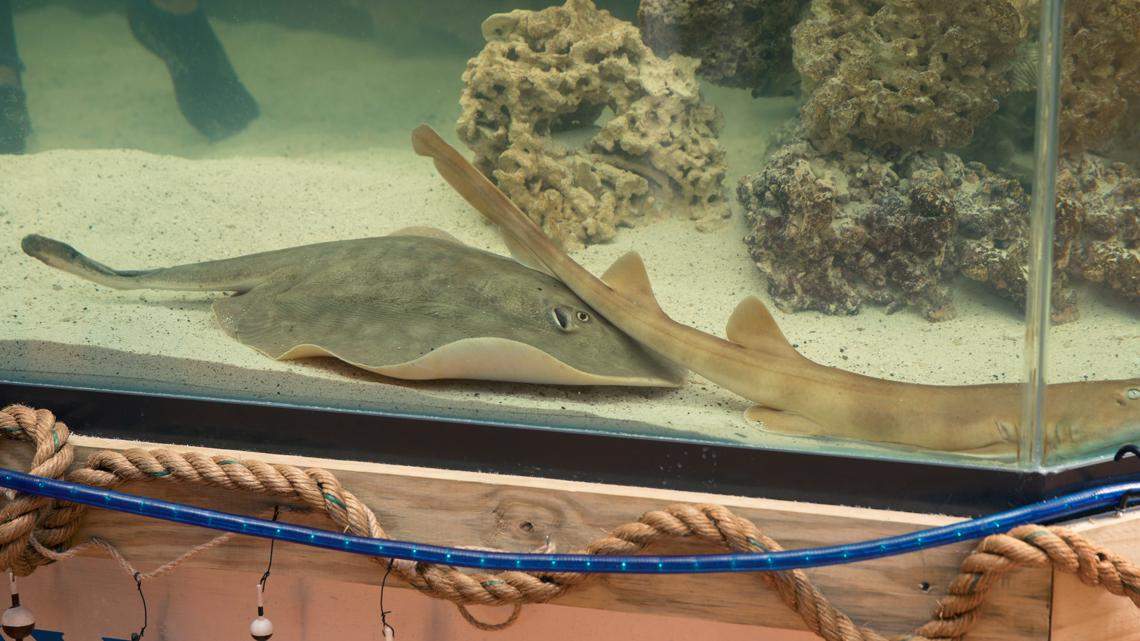 Charlotte the stingray: Aquarium provides health update | wfmynews2.com