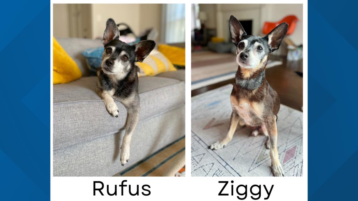 California family adopts dog identical to their late Rufus | wfmynews2.com