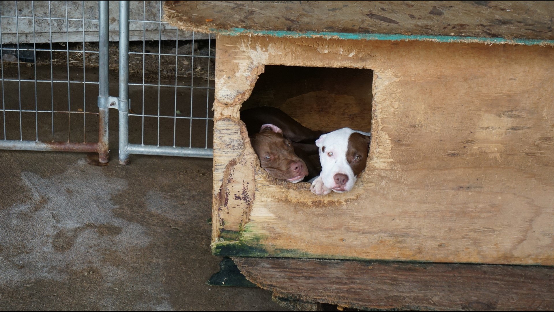 1,300 Animals, Meth Seized in Western Wisconsin Raid | wfmynews2.com