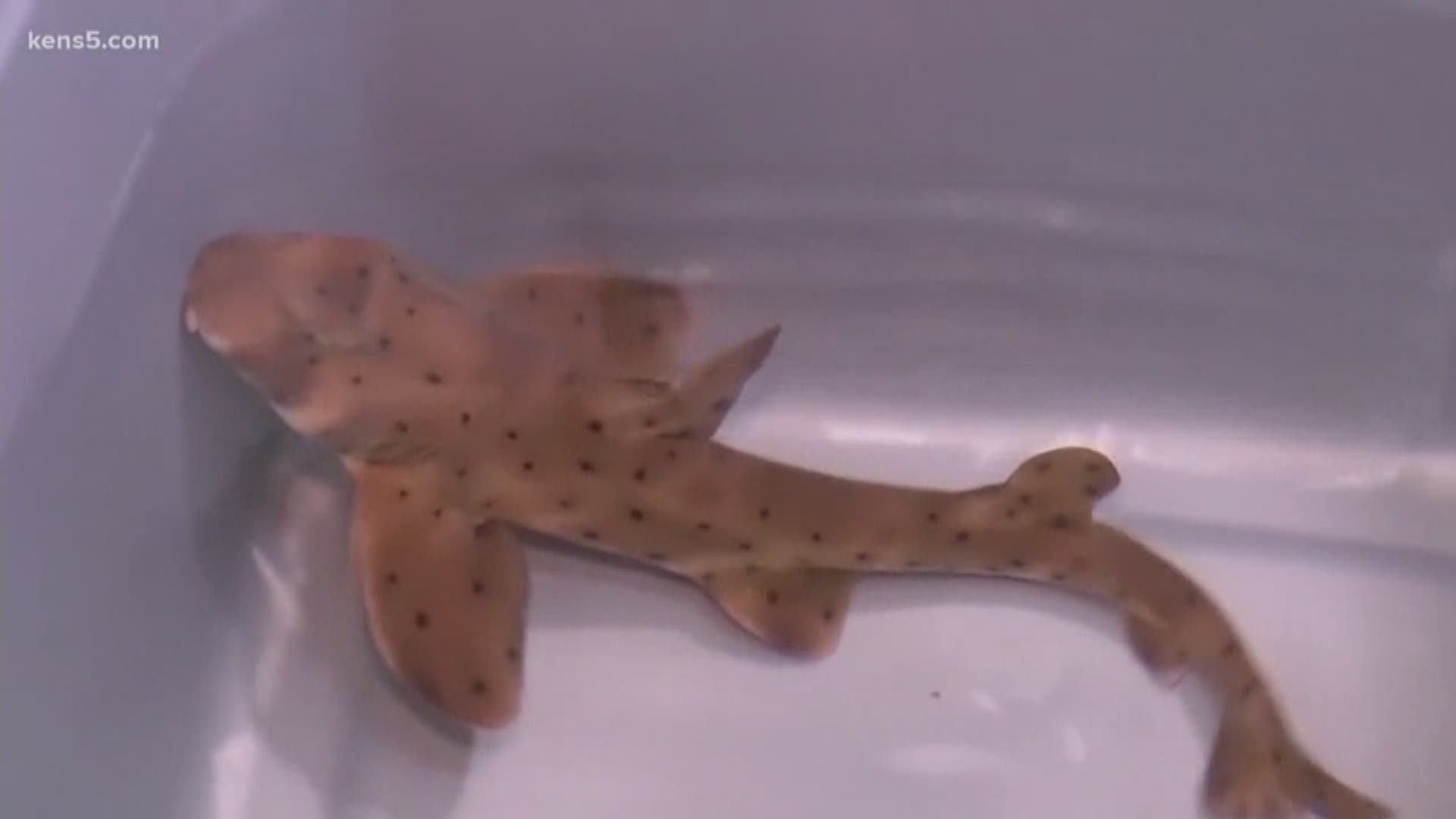 Accused Shark Thief Says He Was Trying To Save The Shark | wfmynews2.com