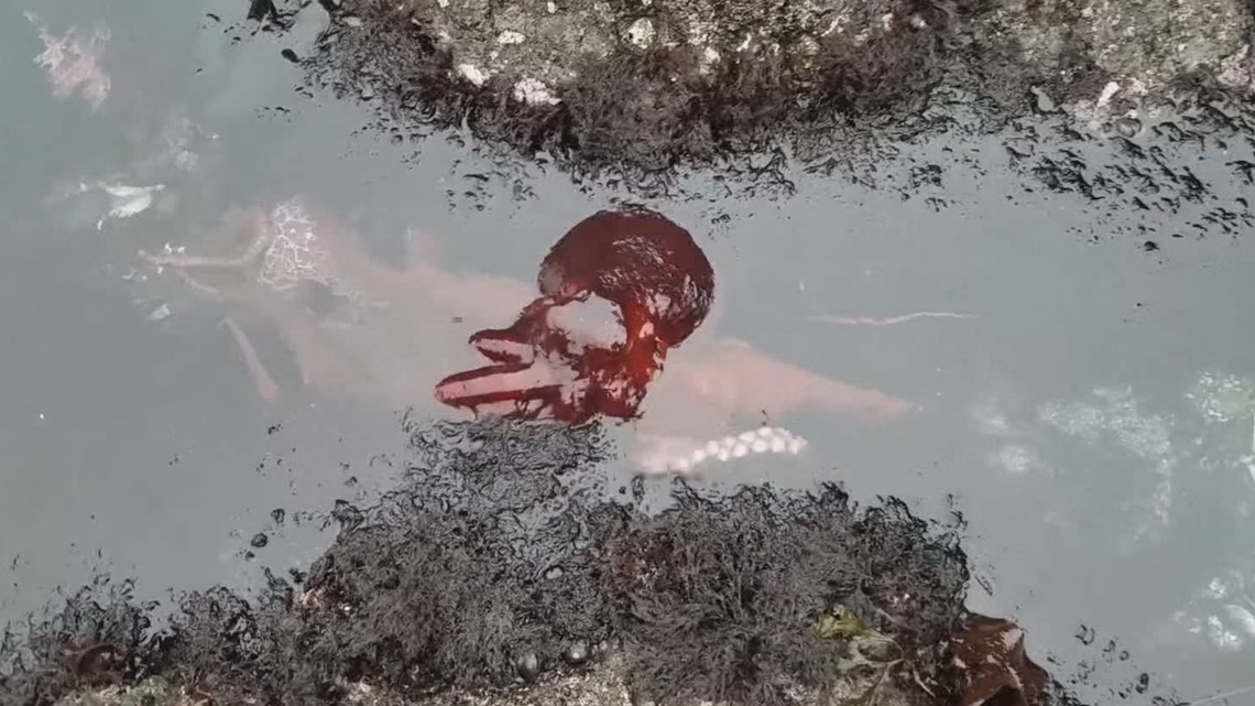 Giant Pacific octopus swims through Oregon tidepools. Watch video ...