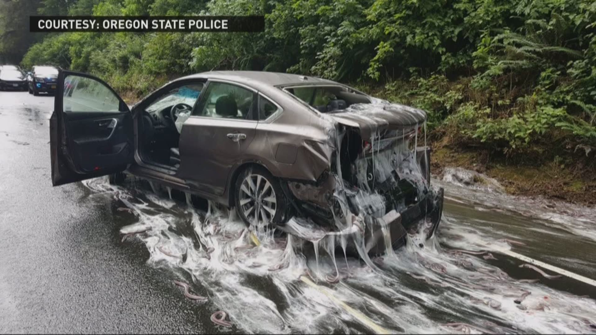 Truck Spills Nearly 4 Tons of Slime Eels on Oregon Coast Highway ...