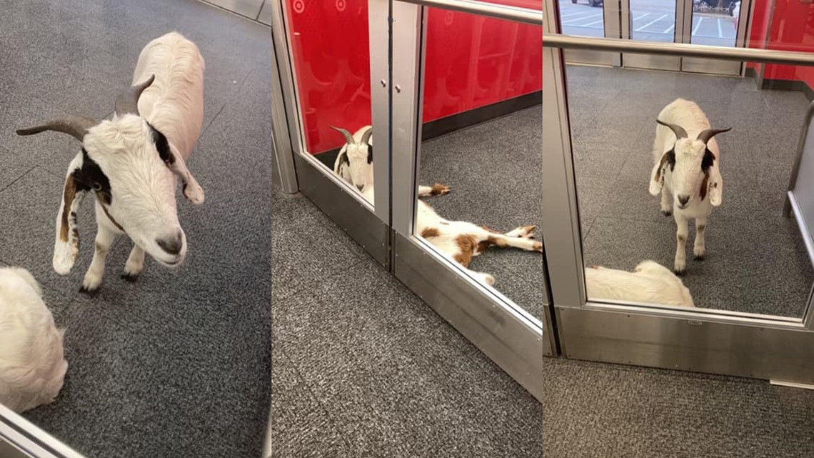 Goats in Target store | Houston, Texas news | wfmynews2.com