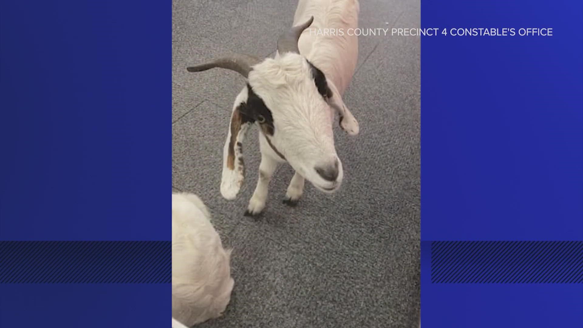 Goats in Target store | Houston, Texas news | wfmynews2.com