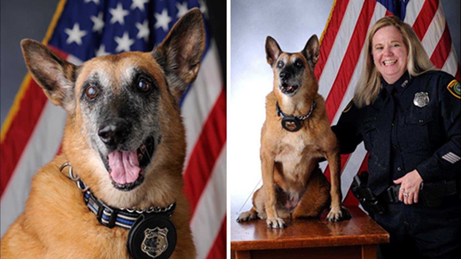 Houston Police Department mourning K9 officer that served for 13 years ...