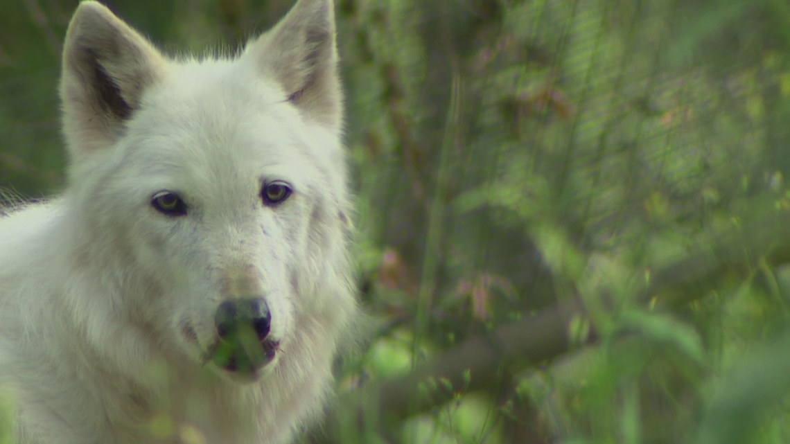 Pacemaker proven successful in gray wolf at Woodland Park Zoo after ...
