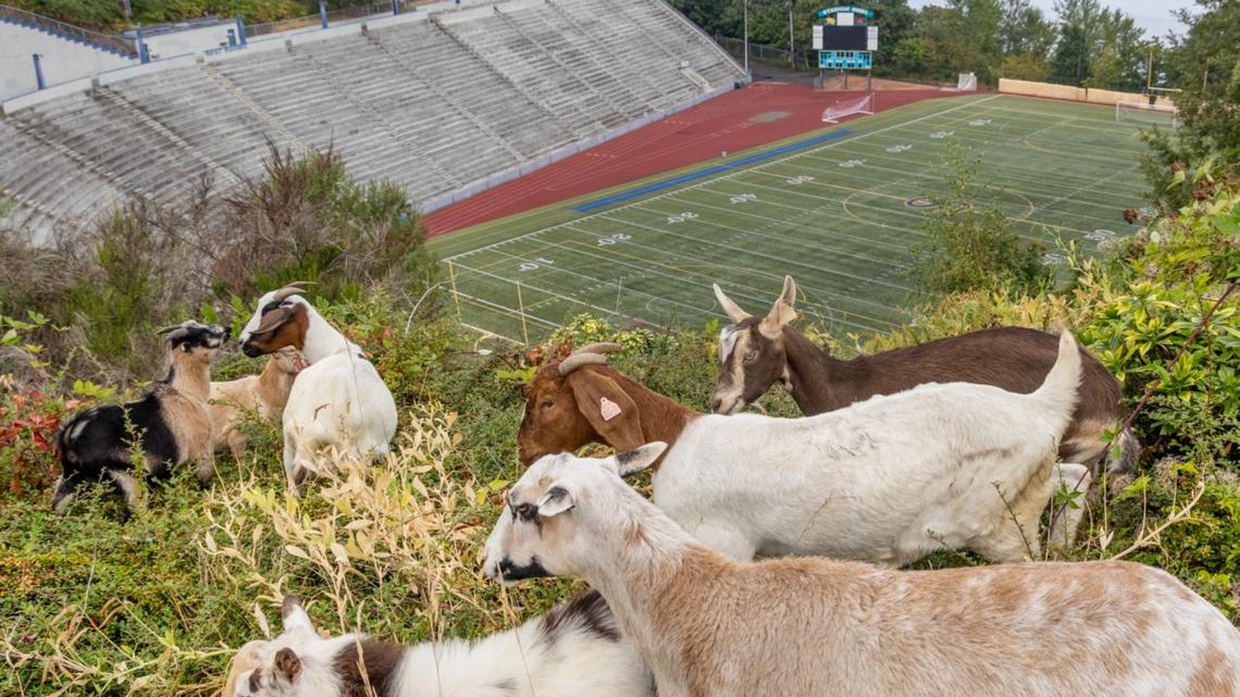 Tacoma's Stadium High School brings in goats to tackle overgrown ...