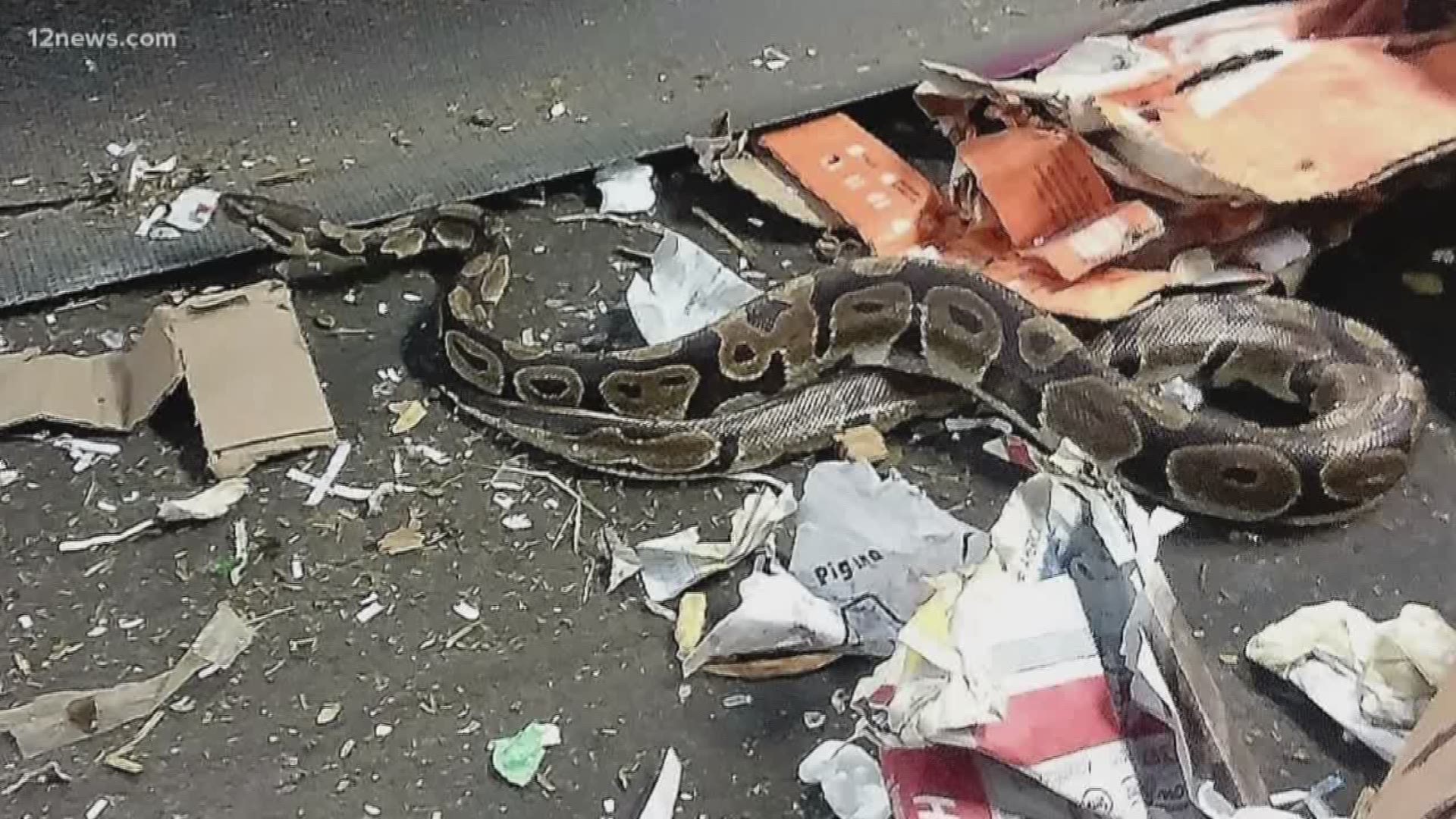 6-Foot Snake Wound Up On A Conveyor Belt At A Recycling Facility In ...