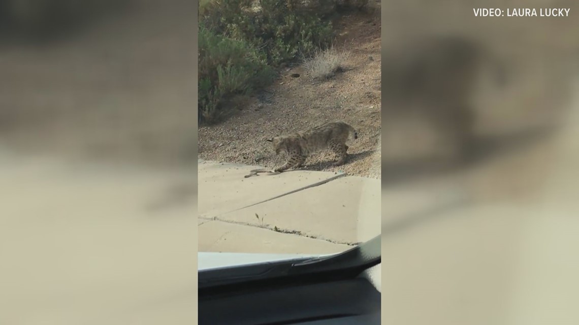 Arizona woman captures video of bobcat fighting a rattlesnake ...