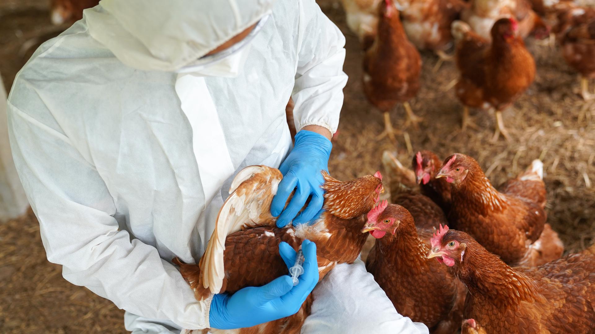 Over 76K birds infected by bird flu since start of 2026 | wfmynews2.com