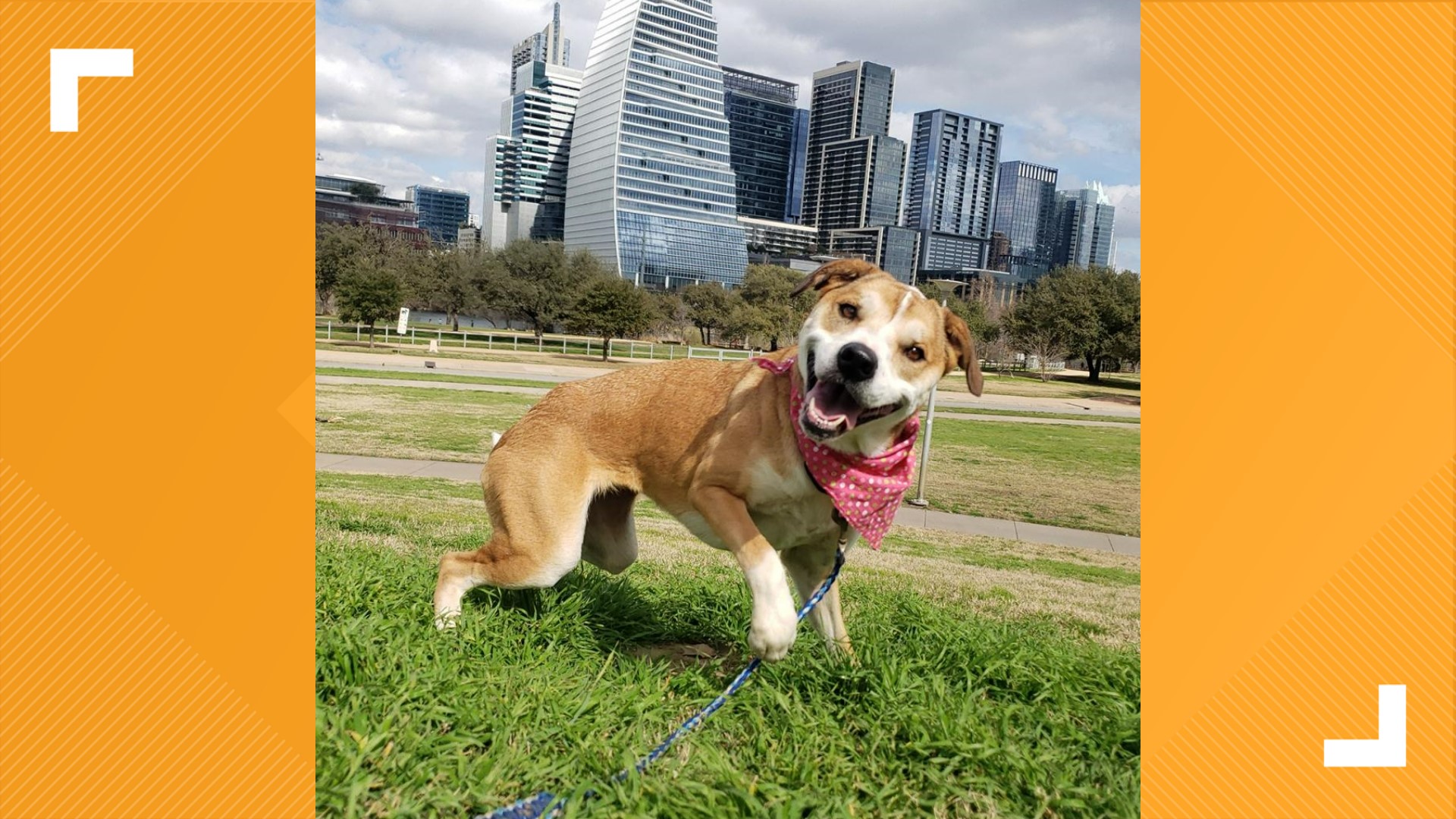 Man visited Austin Pets Alive! dog every day for 2 months | wfmynews2.com