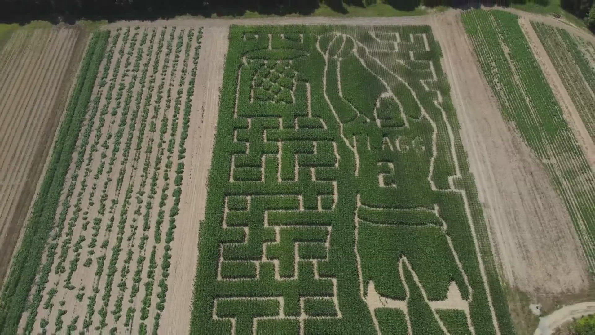 Cooper Flagg honored with corn maze at Thunder Road Farm | wfmynews2.com