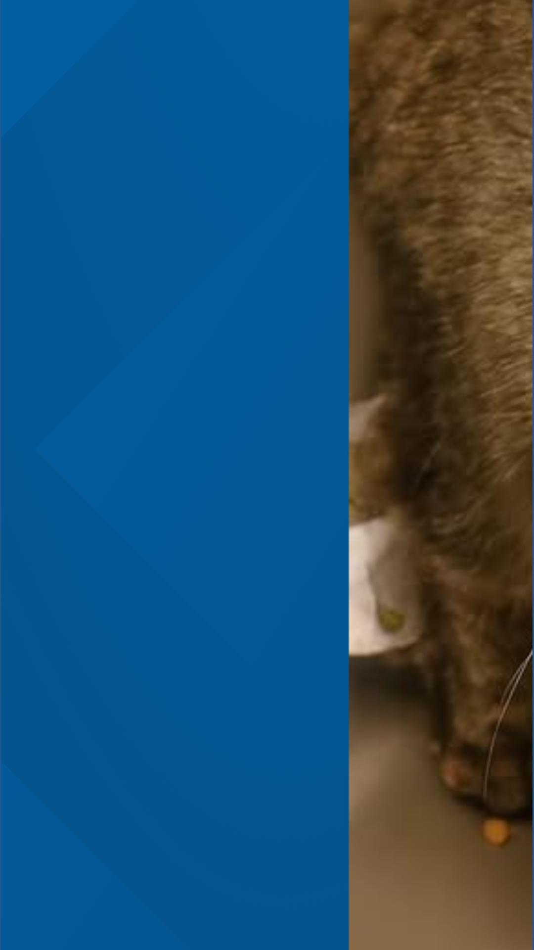 Davidson County moves to add weapon detectors at middle and high ...