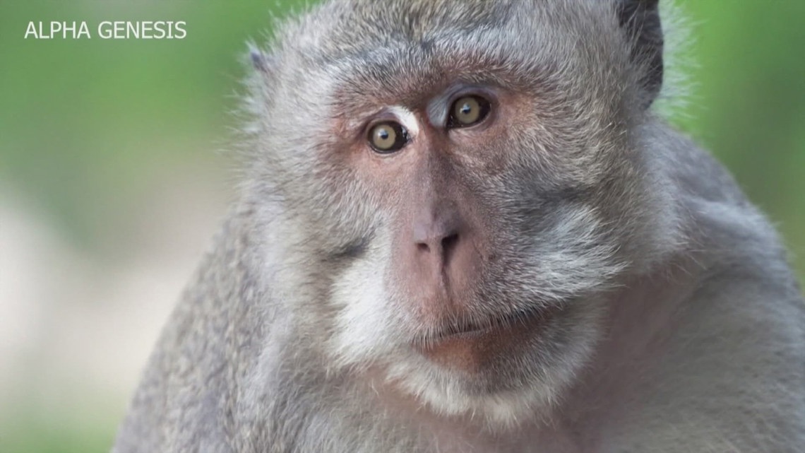 Here's how many monkeys are still on the loose after escaping ...