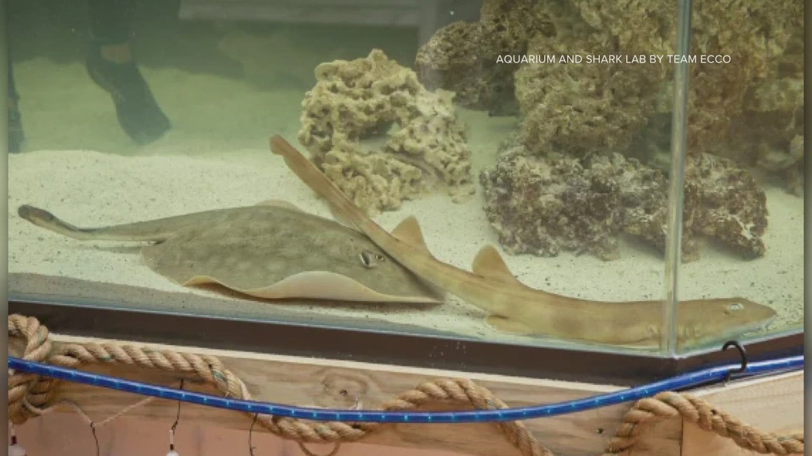 Charlotte the Stingray: Aquarium confirms Charlotte has died ...