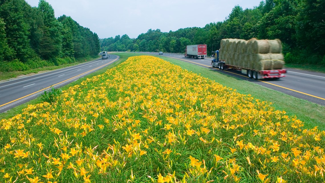 Can you stop on the highway and take photos of the flowers? | wfmynews2.com