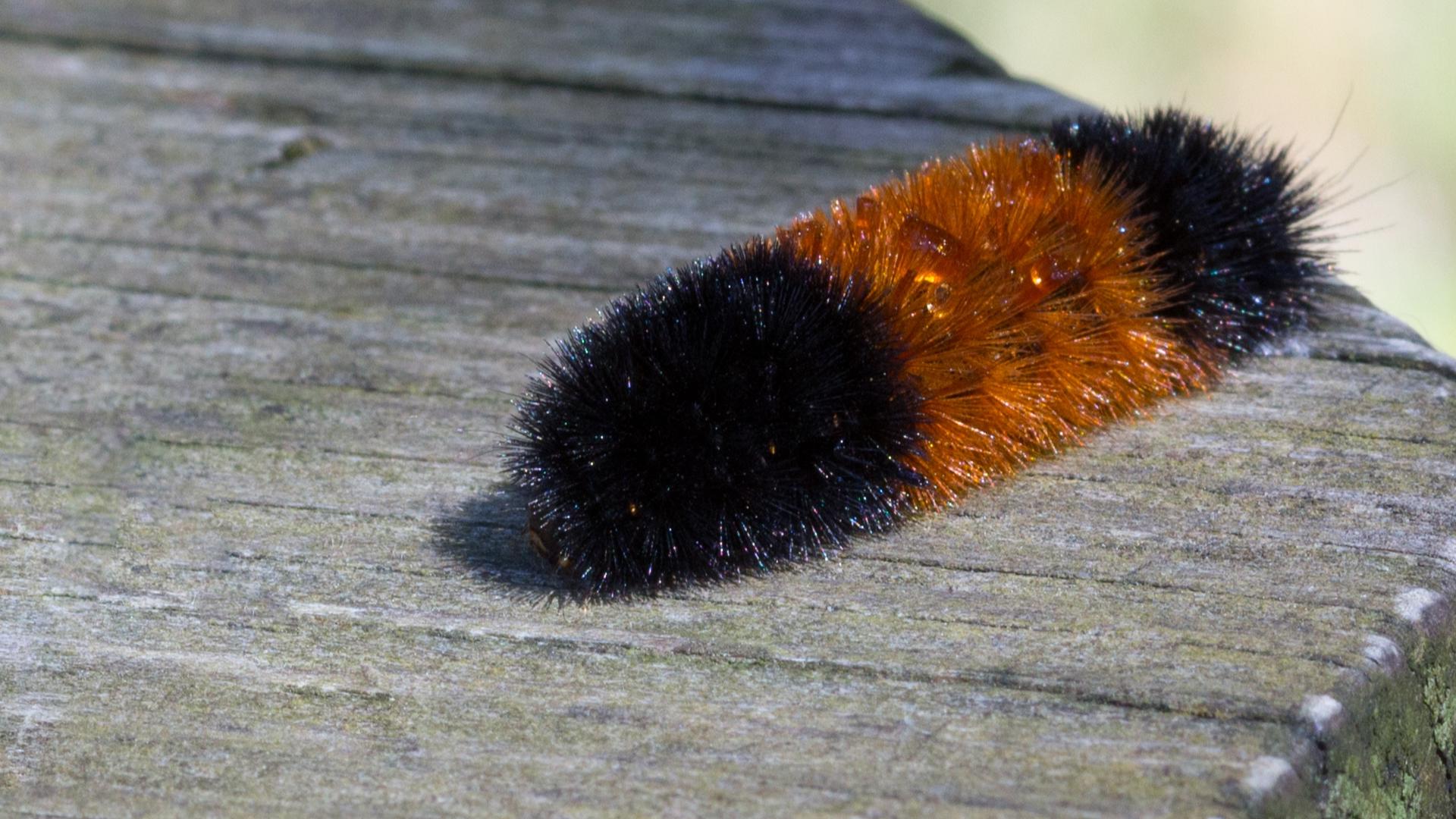 Behind the folklore: How woolly worms connect to the winter weather ...
