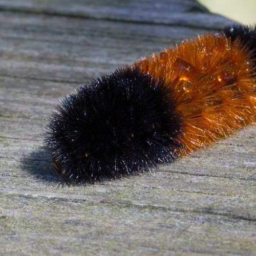 Behind the folklore: How woolly worms connect to the winter weather ...