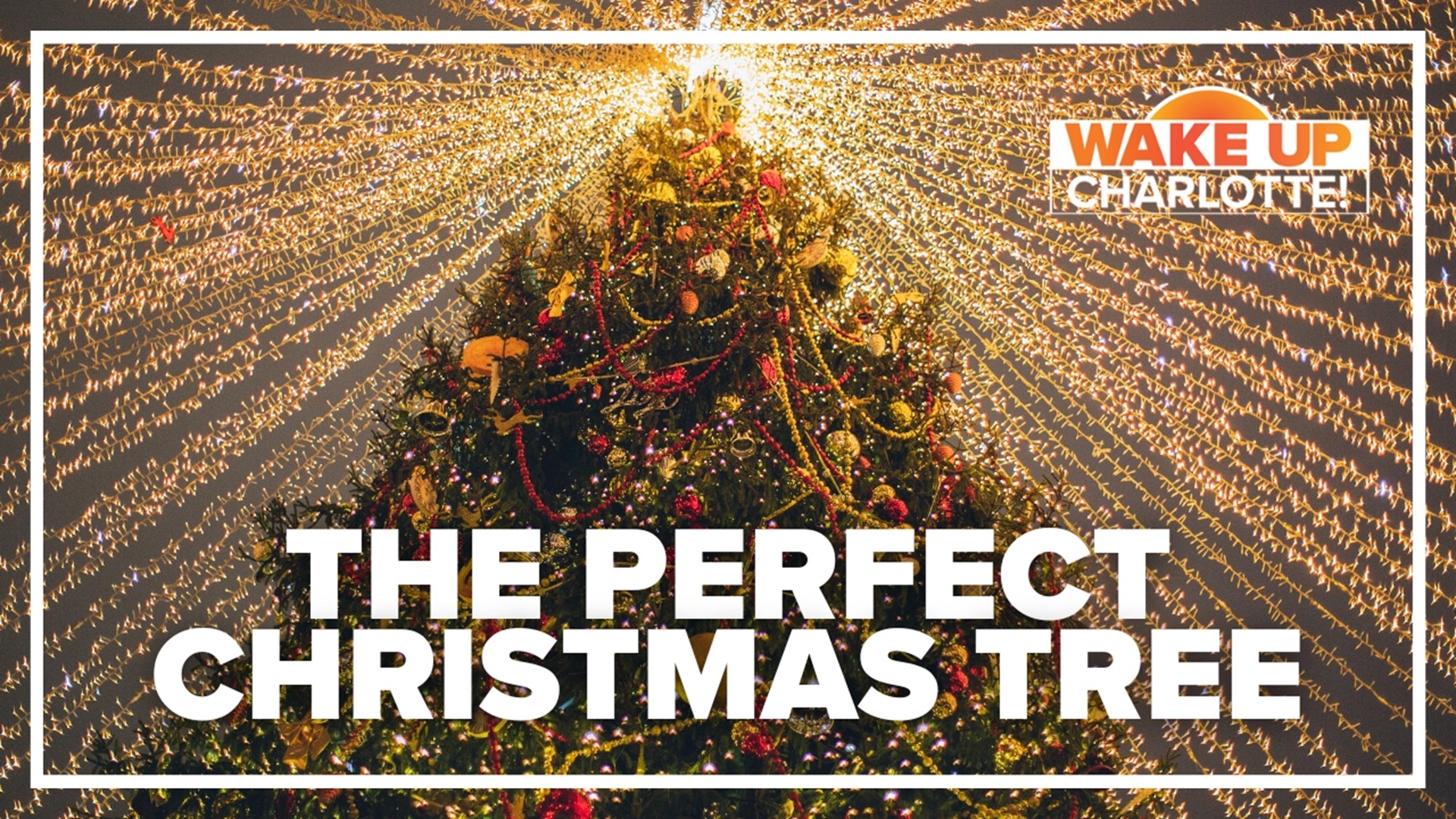 NC State researchers developing the 'perfect' Christmas tree ...