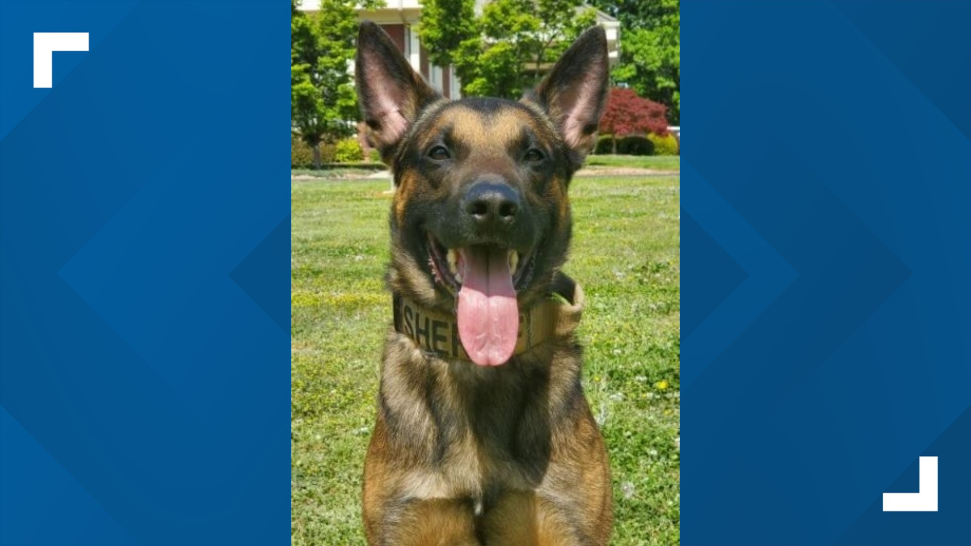 North Carolina K-9 officer killed in 'tragic accident' | wfmynews2.com