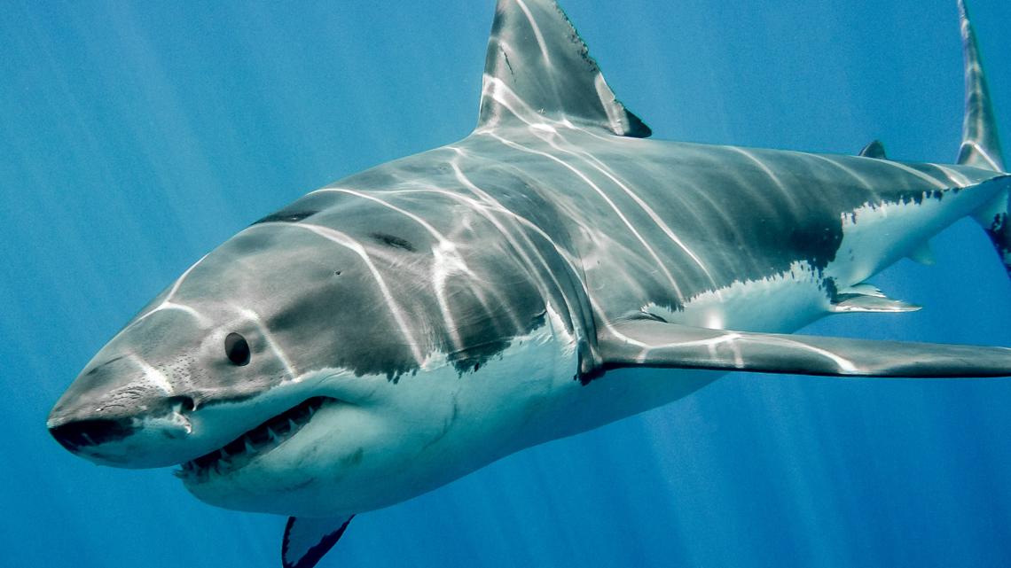 We're seeing more sharks in North Carolina waters. Why it's good ...