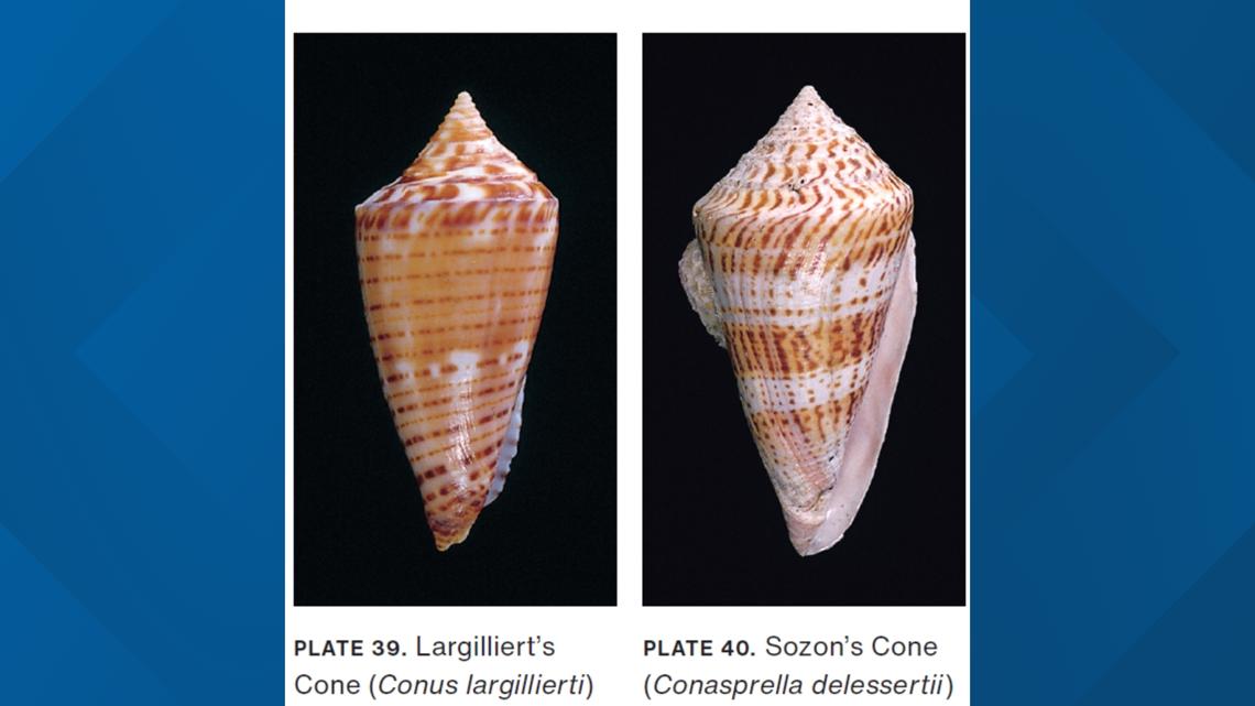 VERIFY | Are there venomous cone snails on North Carolina beaches ...