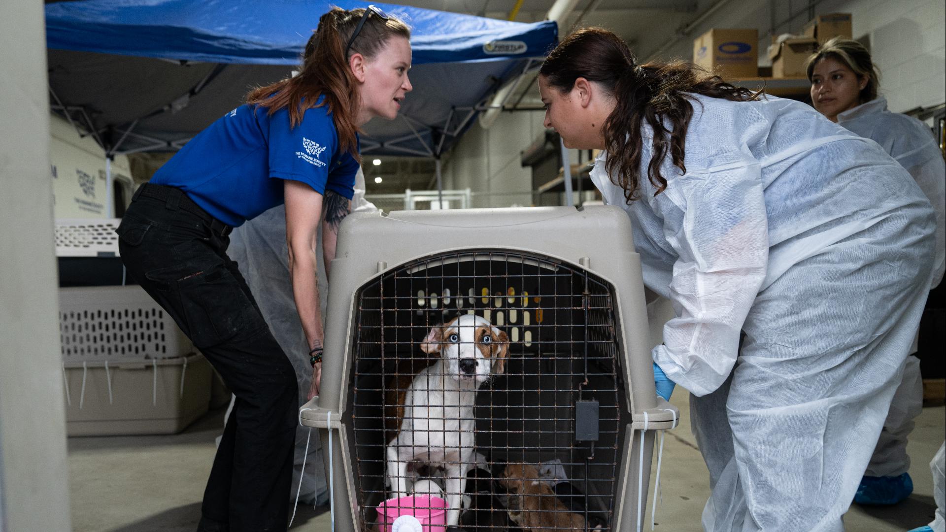 A second chance for pets seized in Caldwell County, NC case | wfmynews2.com