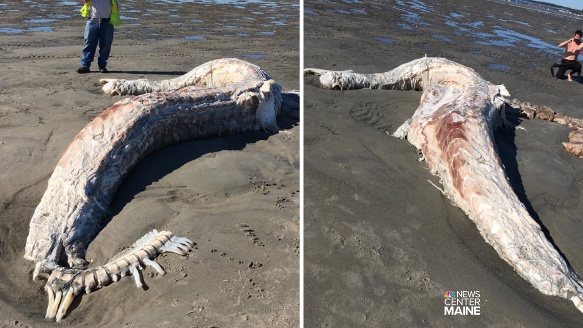 15-Foot-Long Decomposed Shark Washes Up On Beach | wfmynews2.com