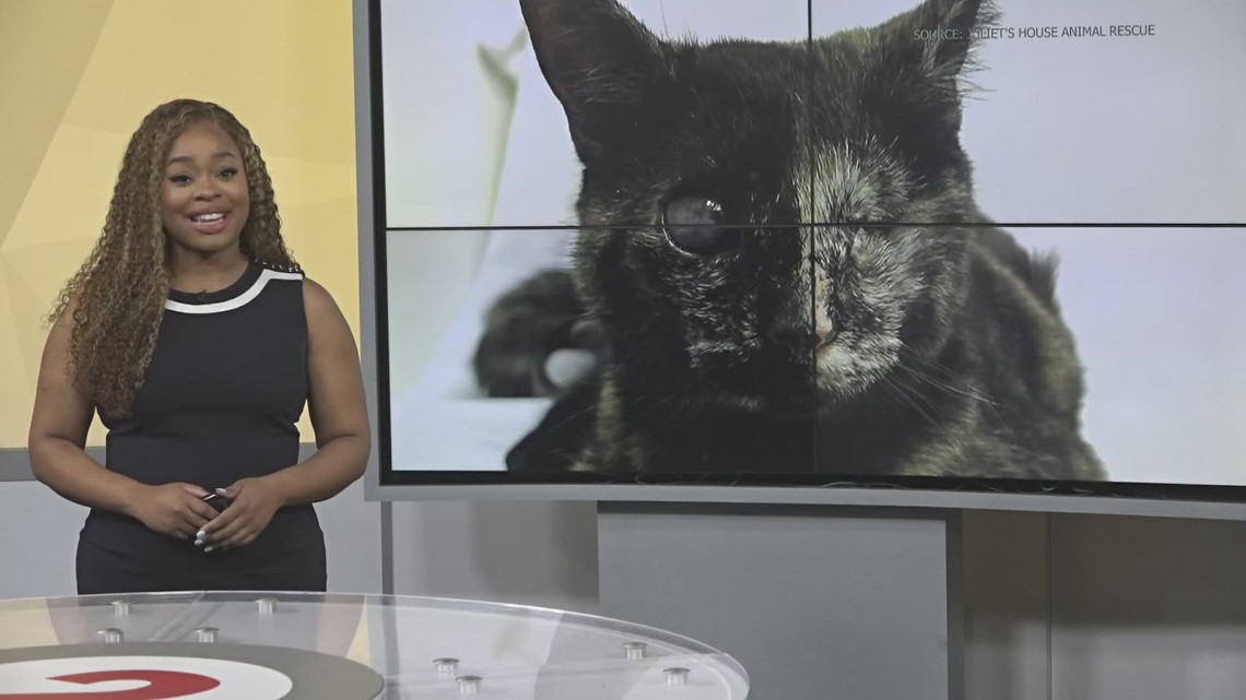 2 The Rescue: Meet Matilda! | wfmynews2.com