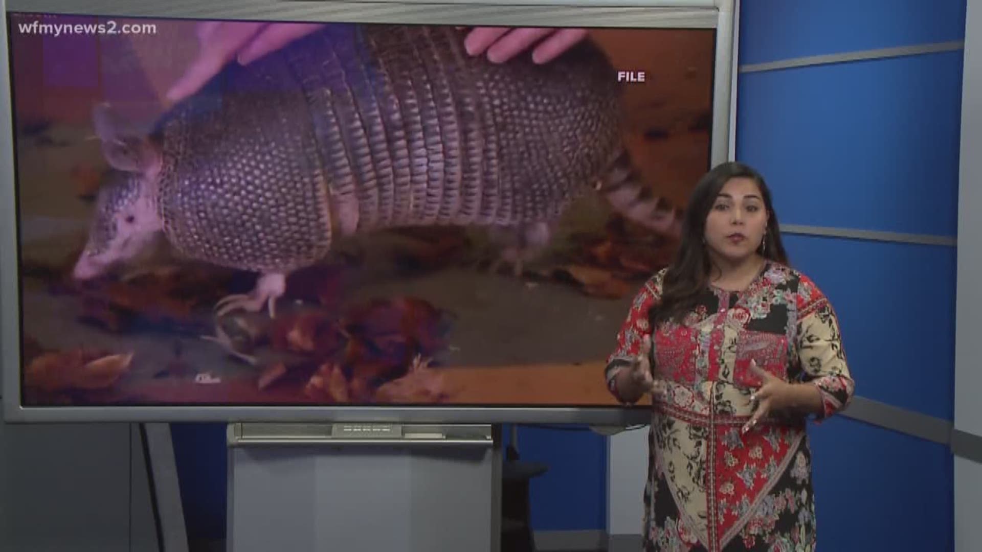 Armadillos Spotted In The Triad! | wfmynews2.com
