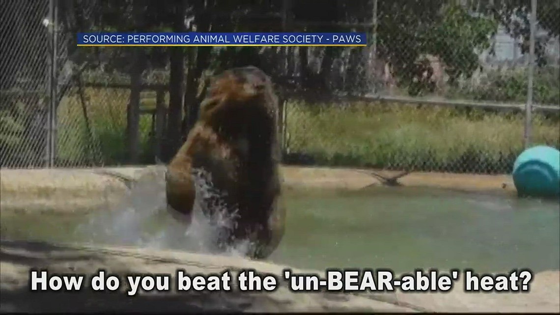 3-Legged Bear Makes A Splash! | wfmynews2.com