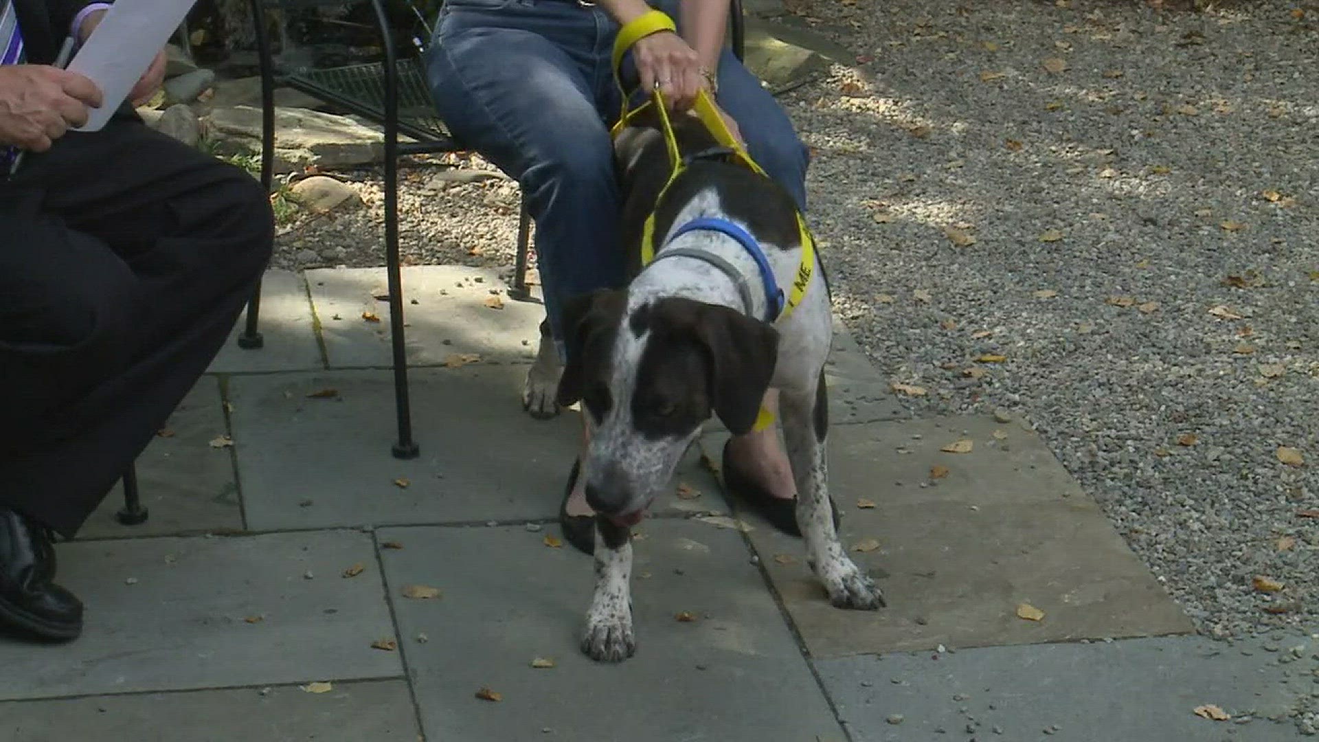 2 Teh Rescue: Meet Rogue | wfmynews2.com