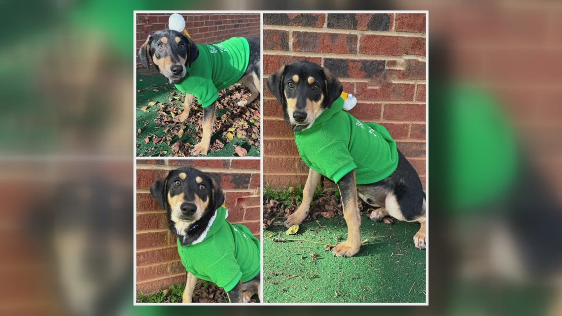 2 The Rescue: Meet Otto | wfmynews2.com