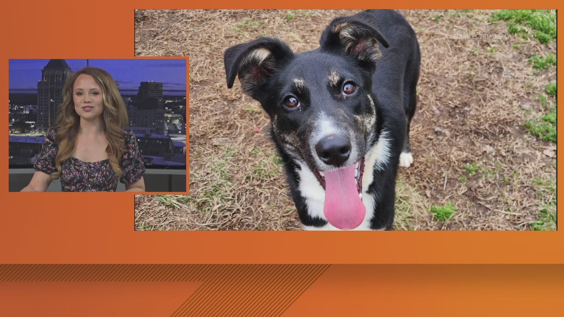 2 The Rescue: Meet Bert! | wfmynews2.com