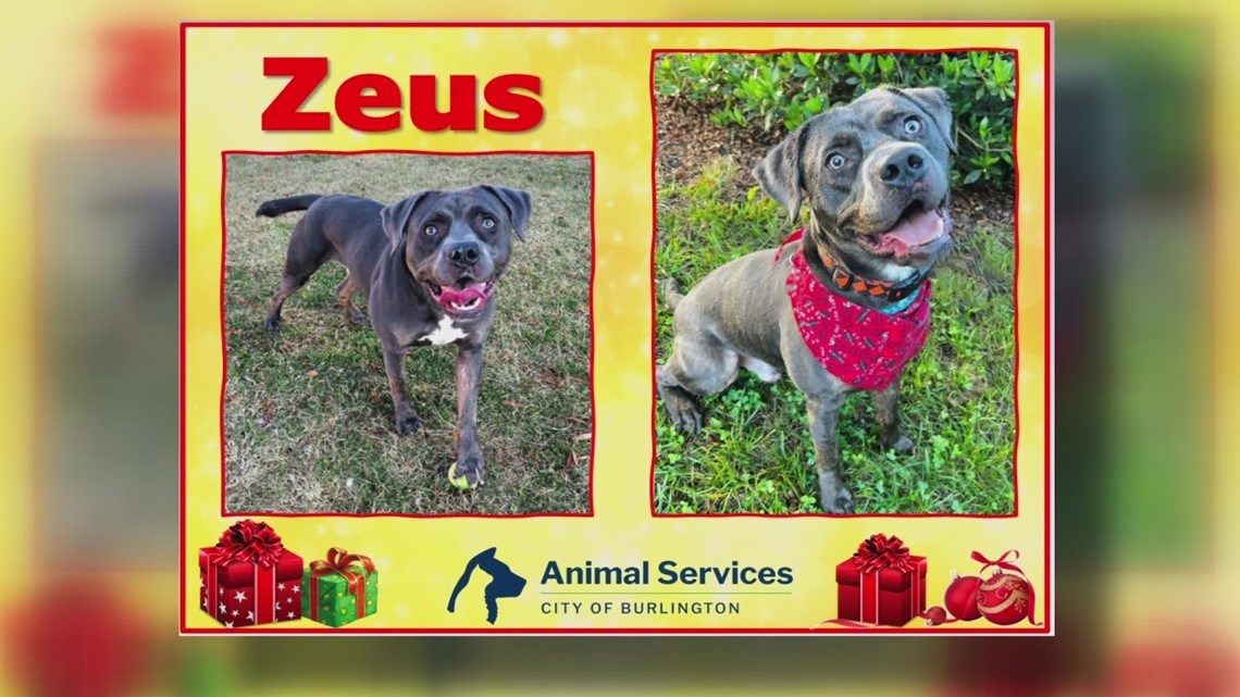2 the rescue: meet Zeus | wfmynews2.com