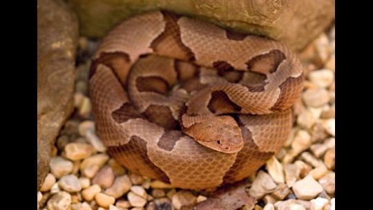 Your Guide to the Six Venomous Snakes in the Carolinas | wfmynews2.com