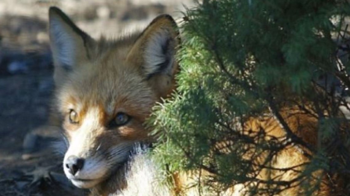 Fox attacks 2 people, tests positive for rabies after | wfmynews2.com