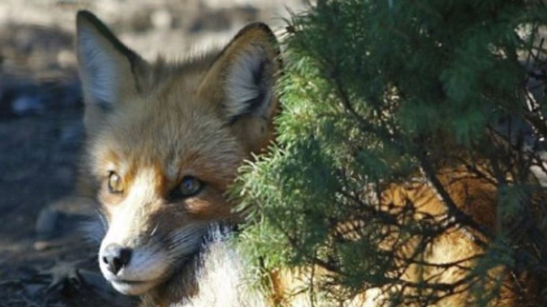 Reports of aggressive fox on the loose in Surry County, deputies say ...