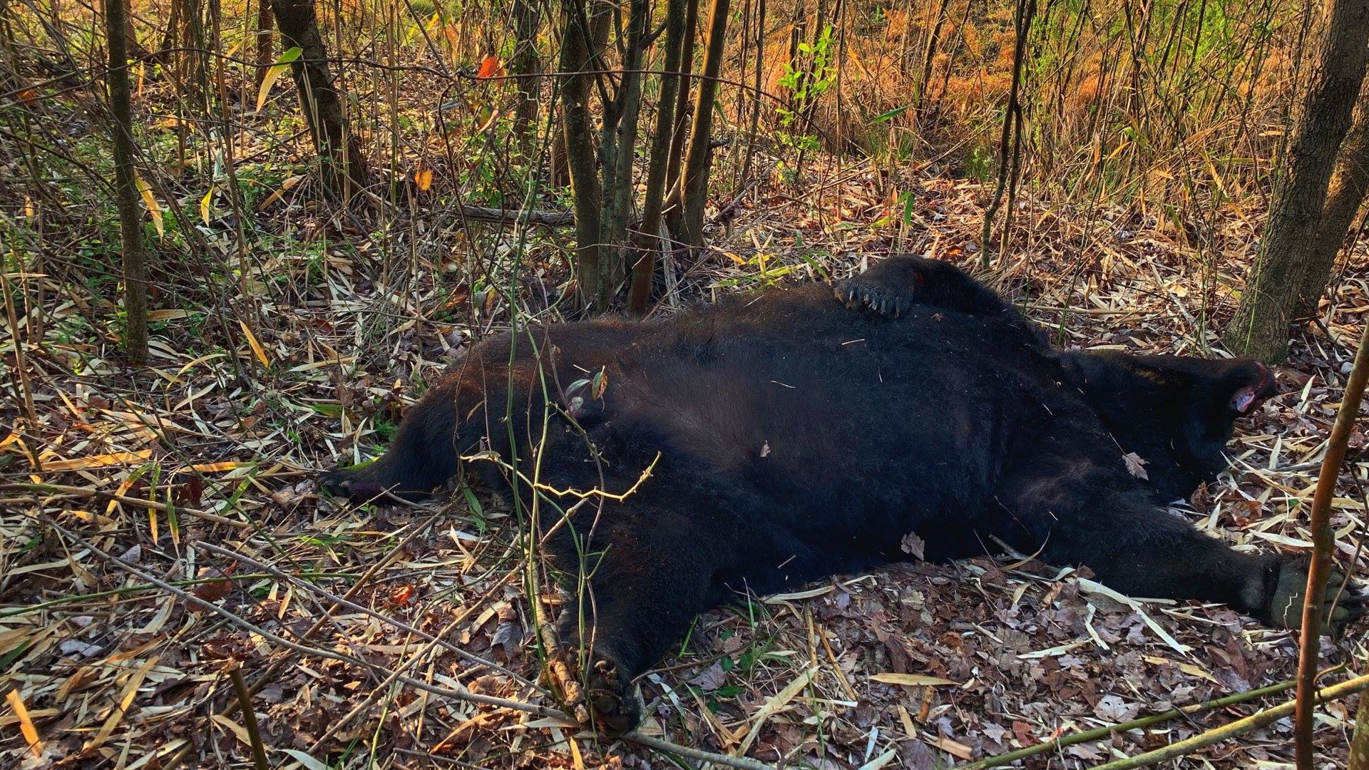 600-Pound Bear Dead After NC Driver Hits It | wfmynews2.com
