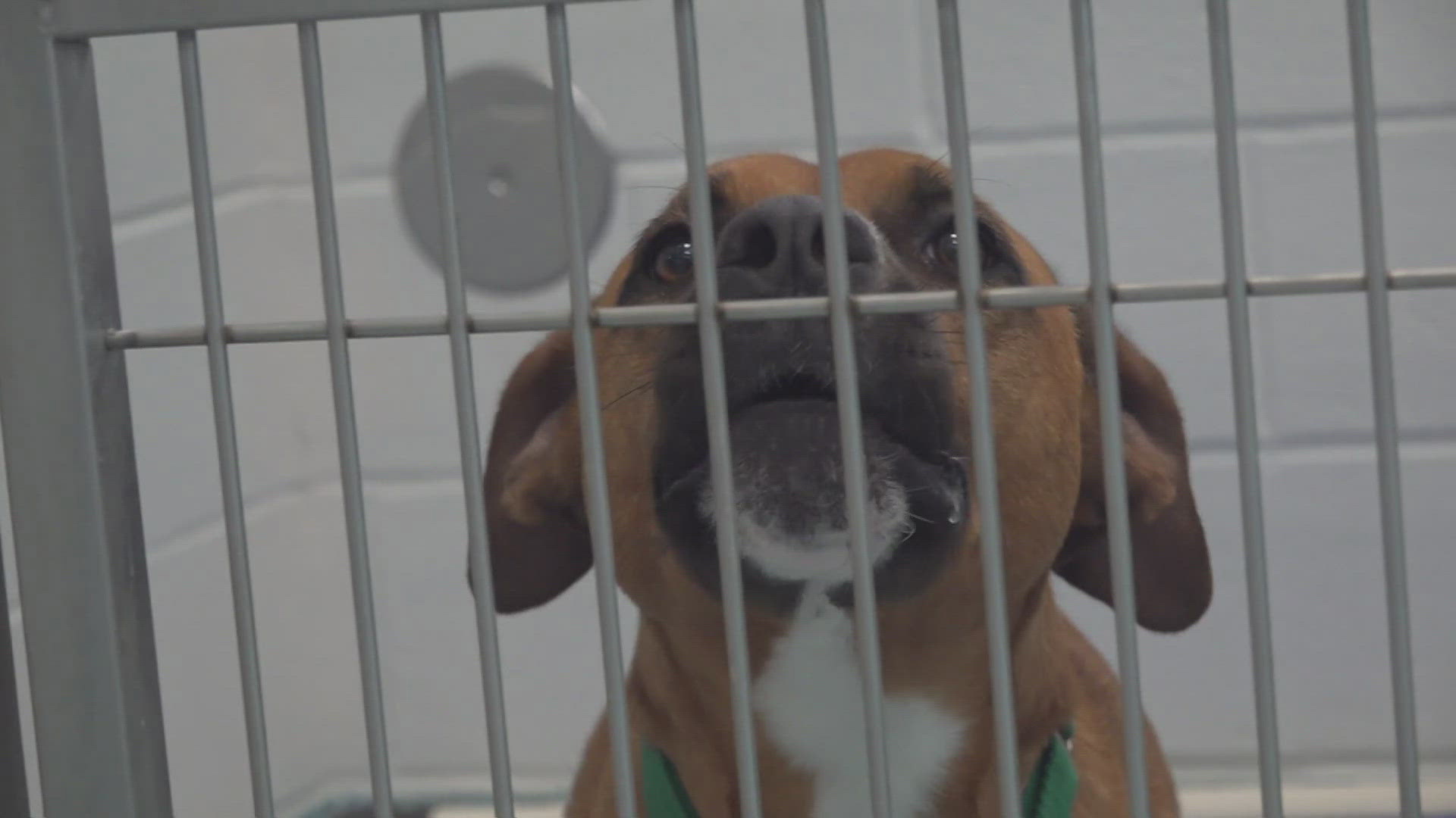 Forsyth County animal shelter halts dog adoptions, surrenders over ...