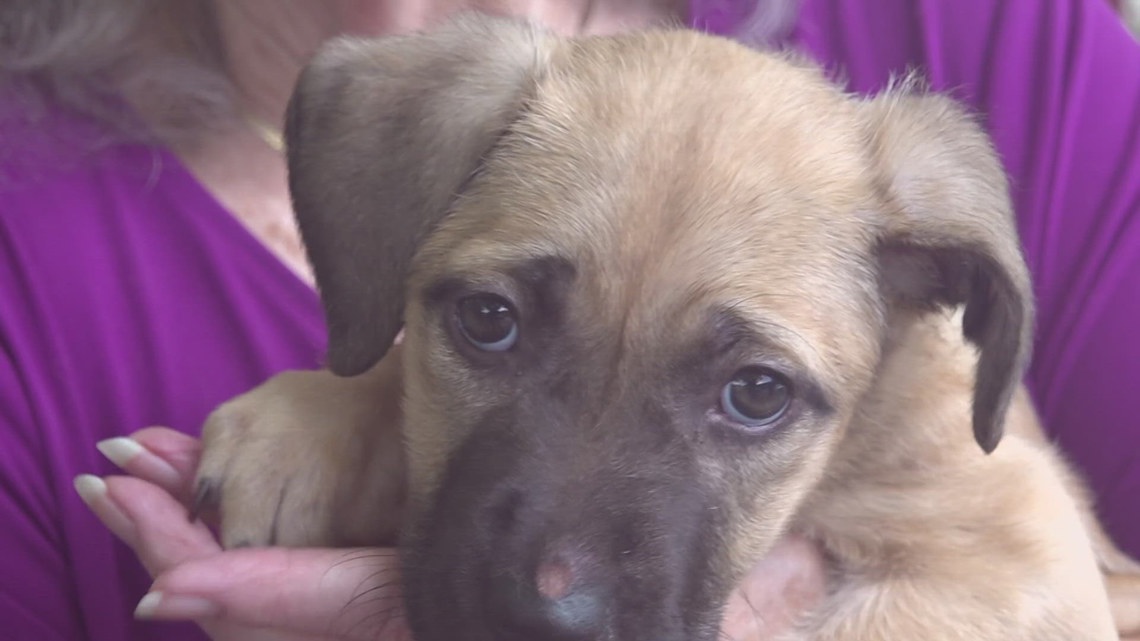 Guilford County Animal Shelter hosts free, discounted adoptions ...