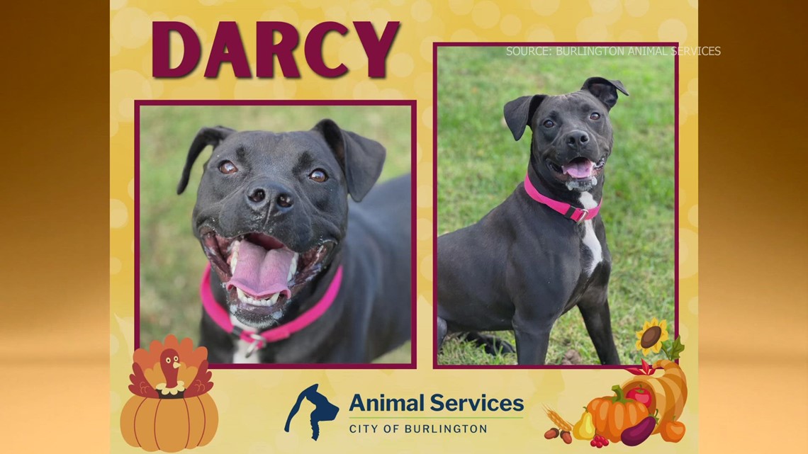 2 The Rescue: Meet Darcy! | wfmynews2.com