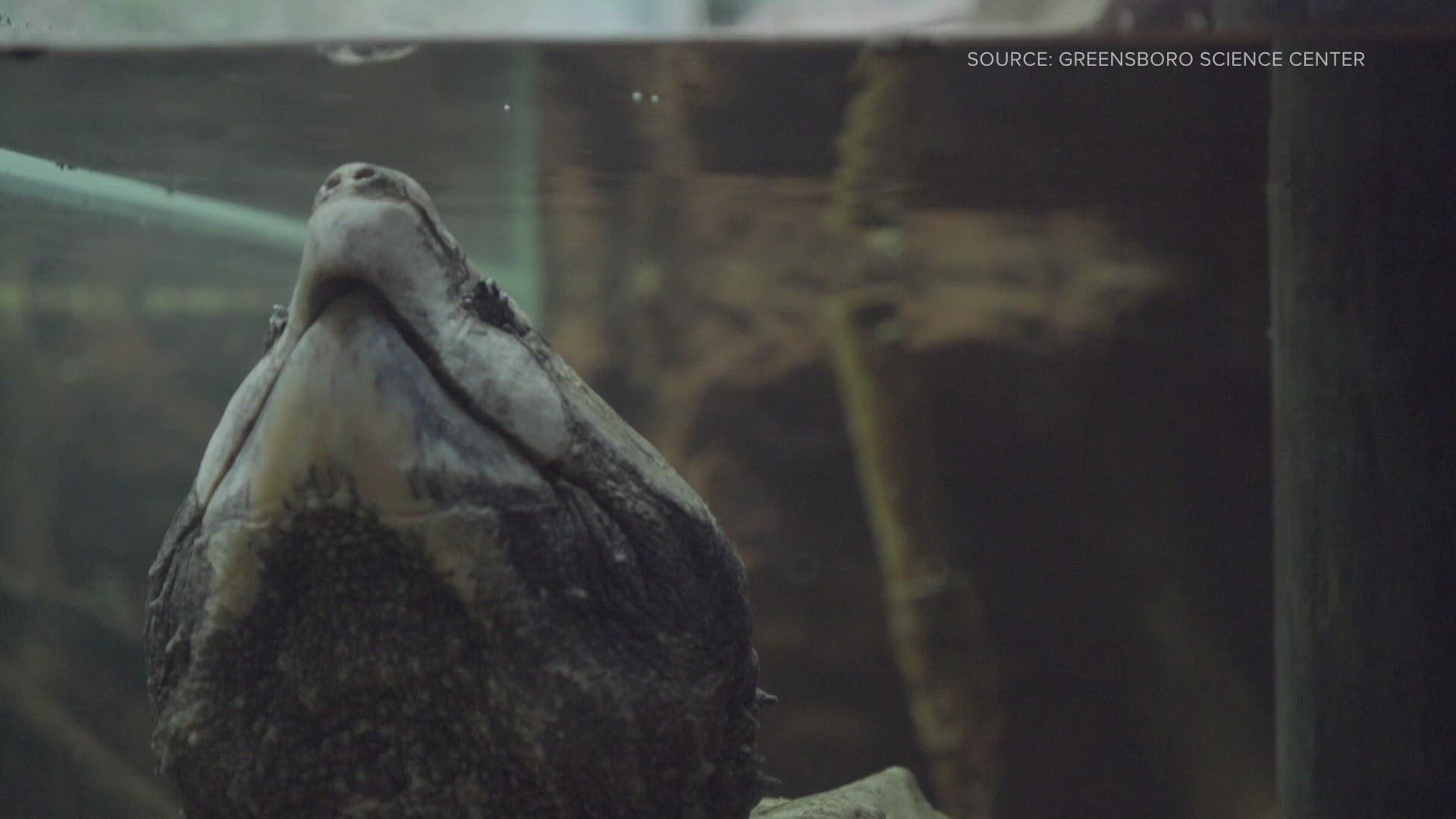 Bone Crusher: Greensboro Science Center’s 107-year-old alligator ...