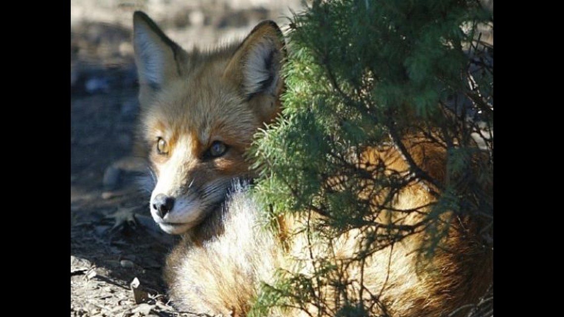 Rabid fox attacks person and dog in High Point | wfmynews2.com