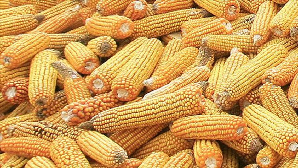 Genetically Engineered Crops In Nearly 12% Of Fields | wfmynews2.com