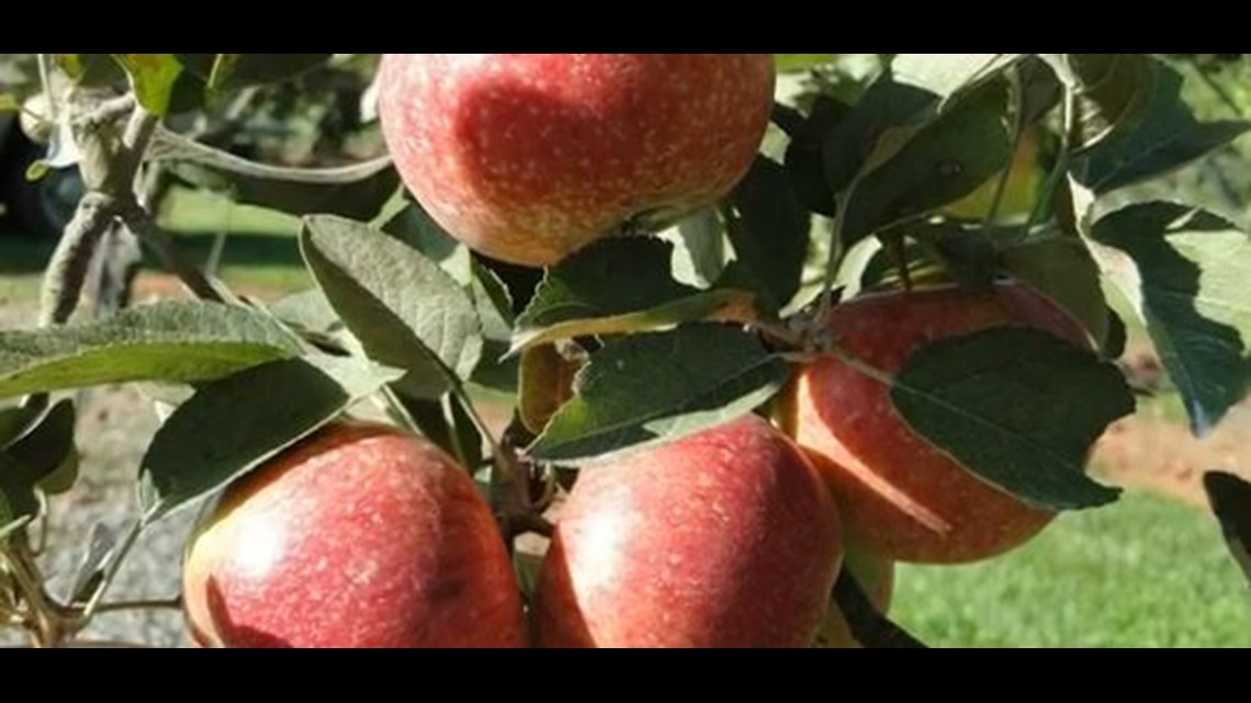 These apple types would've become extinct if not for a Triad farm ...