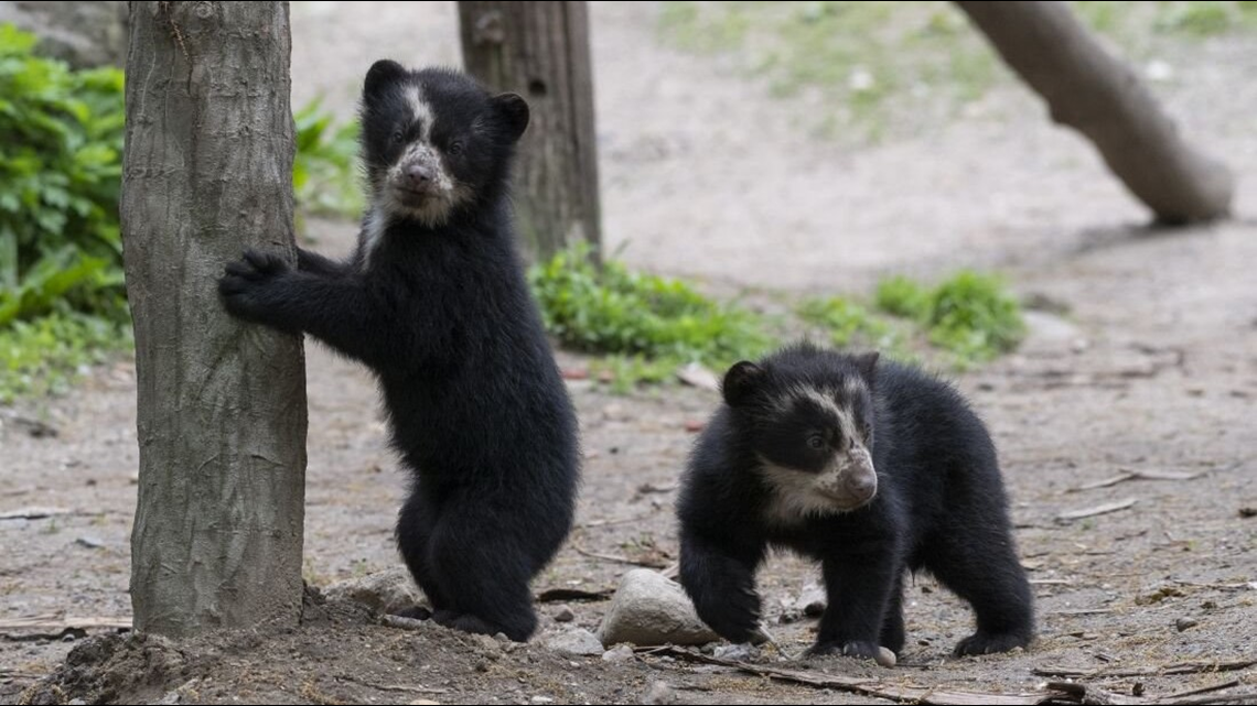 Two Beary Cute Rare Andean Bear Cubs Make Their Debut At Queens Zoo ...