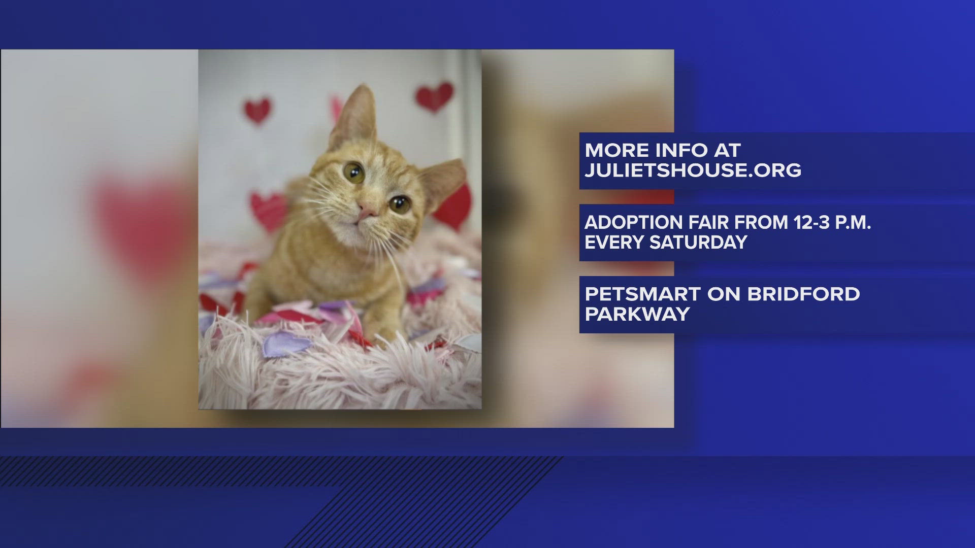 2 The Rescue: Meet Geoff | wfmynews2.com