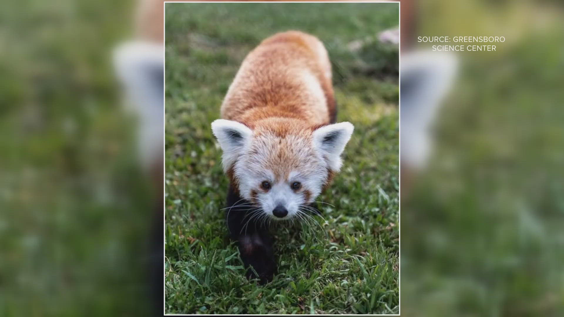 Beloved Red Panda Miso Dies at Greensboro Science Center | wfmynews2.com